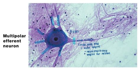 Physio Ch 8 Neurons Cellular And Network Properties Flashcards Quizlet