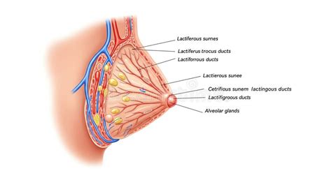 Anatomical Diagram Of A Cross Section Of The Human Female Breast It