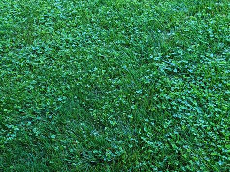 Clover Grass Mix Microclover Pipolina Lawn Seed Small Leaf Clover For
