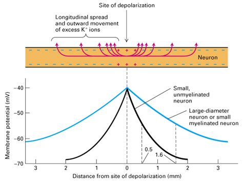Neuron Depolarization