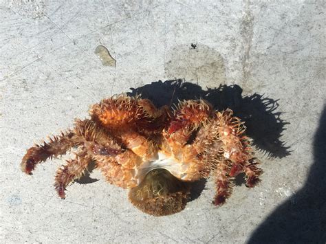 Acantholithodes Hispidus Stimpson 1860