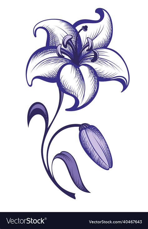 Lily Royalty Free Vector Image Vectorstock