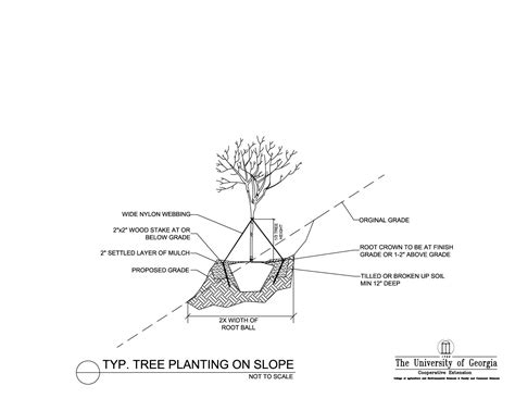 Tree Planting Details UGA Cooperative Extension