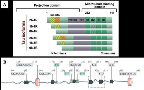 Structure Of Tau Protein A Domains Of Tau Isoforms In The Adult Human