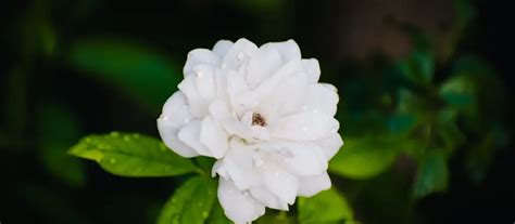 Porque Usamos Eritritol E Não Xilitol Em Nossos Produtos Veritá