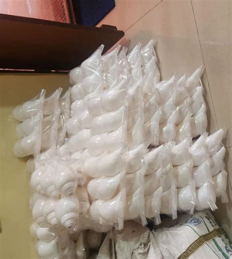 Conch Shell 12 Inch Blowing Sankha For Home At ₹ 450piece In Puri