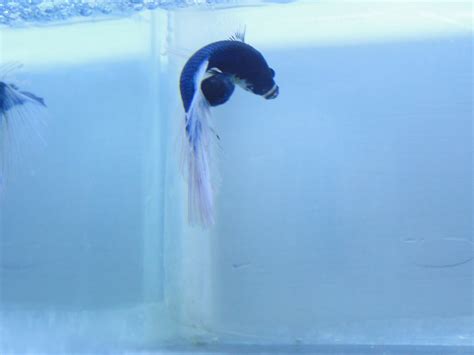 Mouth Brooding Betta Macrostoma Betta Fish World