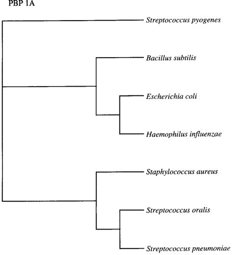 Phylogenetic Relationship Between Streptococcus Pyo Download
