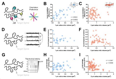 Dendritic Mitochondria Are Positioned Locally In Regions Having Diverse