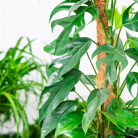 Epipremnum Batic Blue ~ 80cm Sklep Z Roślinami Cocaflora