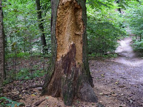 Rotting Tree Signs Risks And Safe Pruning Or Removal Tips