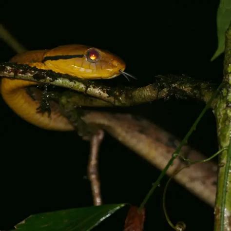 Boiga Cynodon Facts Diet Habitat And Pictures On Animaliabio