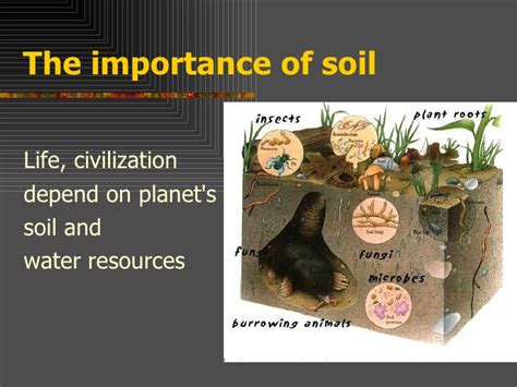 The Formation And The Importance Of The Soil Science Online