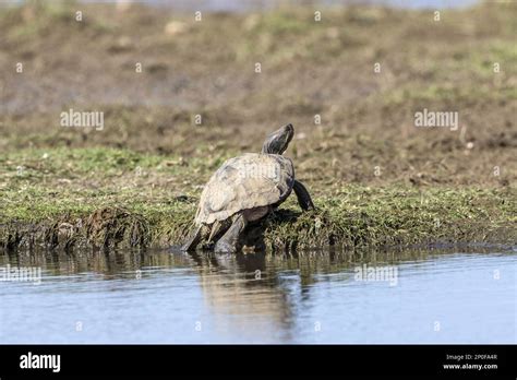 Scripta Elegans Red Cheeked Ornamental Turtles Pseudemys Red Cheeked Ornamental Turtle Red