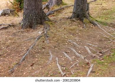Tree Roots Visible Images Stock Photos D Objects Vectors Shutterstock