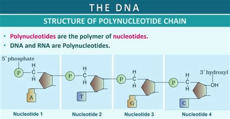 Molecular Basis Of Inheritance And Gene Expression Flashcards Quizlet