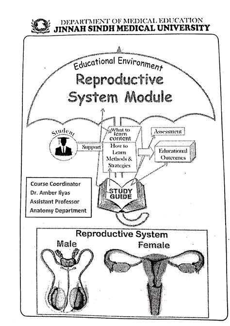 SOLUTION Reproductive System Studypool