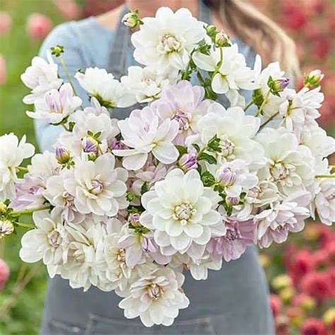 Dahlia Porcelain Apricot Waterlily Flower Fleur Farm