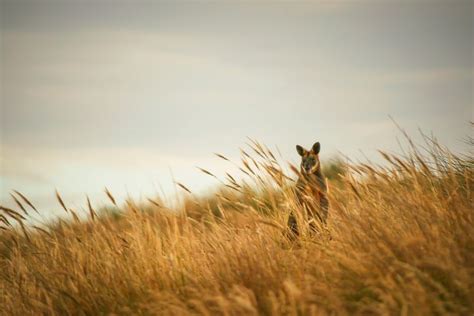 [mk단독투어] 멜버른 현지투어 단데농 퍼핑빌리 필립아일랜드 펭귄퍼레이드 투어를 하루만에 줌줌투어 호주 멜버른