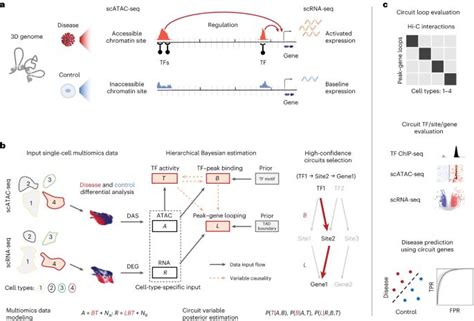 Mapping Disease Regulatory Circuits At Cell Type Resolution From
