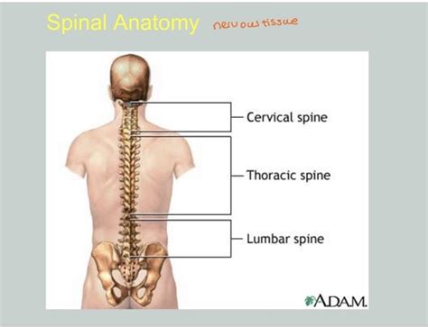 Trunk And Spine Flashcards Quizlet