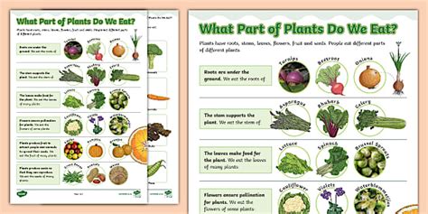 What Part Of Plants Do We Eat Activity Sheet