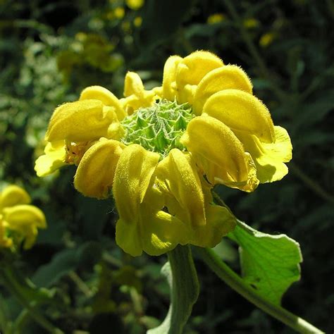 Jerusalem Sage Artofit