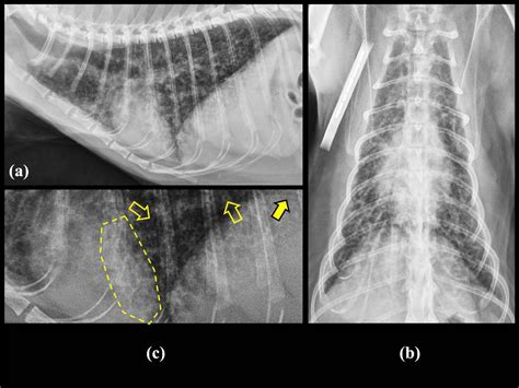 A Case Of Atypical Diffuse Feline Fibrotic Lung Disease Kevin Le