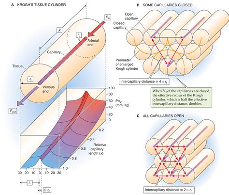 The Microcirculation Clinical Tree