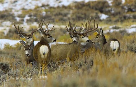 Blacktail Deer Range