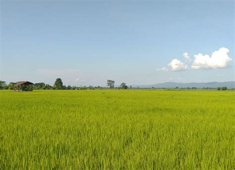 စစ်ကိုင်းတိုင်းဒေသကြီး၊ တမူးခရိုင်၊ ခါမ်းပါတ်မြို့တွင် မိုးစပါးစိုက