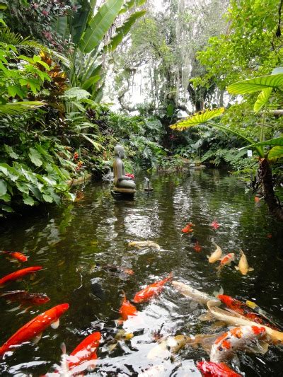 Selby Gardens Koi Pond Tumbex