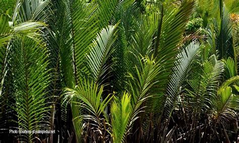 Healthy Natural Sweetener From Nipa Sap The Online Edition Of