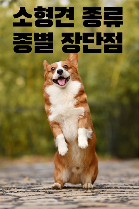 반려동물 소형 강아지 종류 장 단점