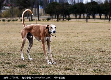 灵提狗高清图片下载红动中国