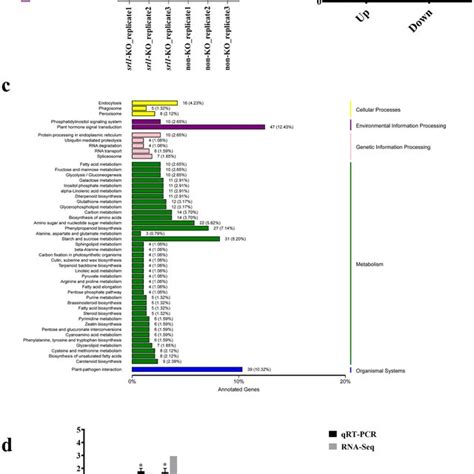 Overview Of The Rna Seq A Pair Wise Correlation Analysis Pearson S Download Scientific Diagram