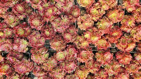 다육아저씨 명품 수입다육 Youtube