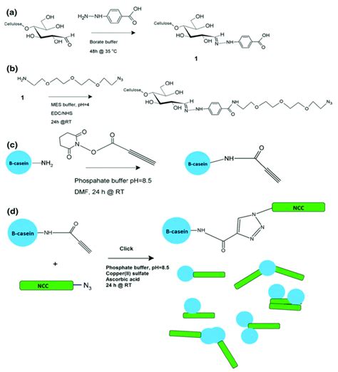 Schematic Representation Of Sequential Reactions A Activation Of