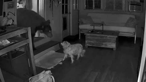 2024 Hummingbird Spring Migration See Interactive Map Feeding Tips