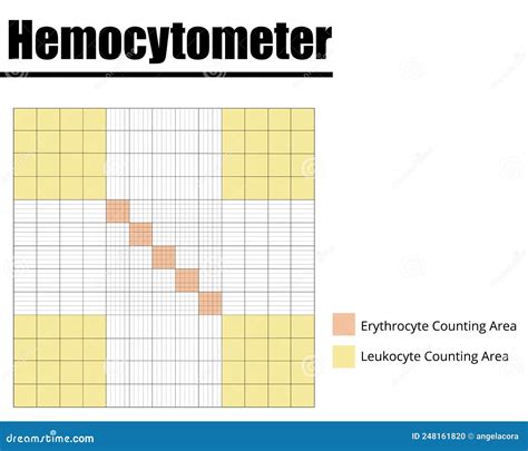 Counting Chamber Of Thoma Zeiss Hemocytometer Vintage Engraving