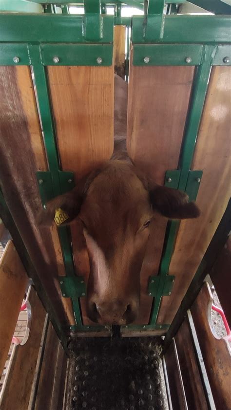 Facial Bovine Detection 2 Object Detection Dataset By Universidade Federal De Santa Maria