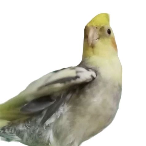 Sd Concepts Library Yellow Cockatiel Parrot · Hugging Face