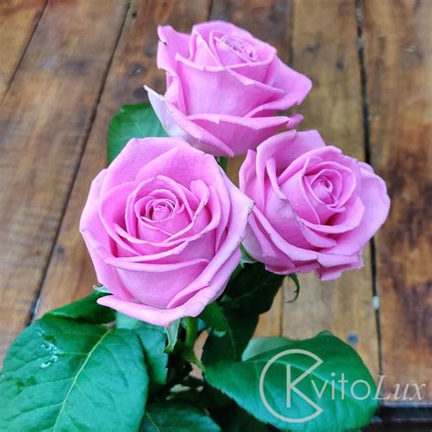 Купить розовые розы Харьков Заказать букет от Kvitolux