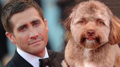 Detail Anjing Dan Manusia Koleksi Nomer