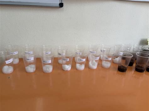 ”Посаждане на боб и леща” практикум с родители от група”Ежковци” Детска градина №4 Чуден Свят