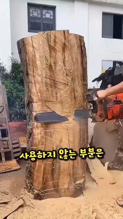 나무에서 이게 나오다니 이게 무엇일까요 Youtube