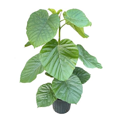 Ficus Umbellata Sarahcotta Plants