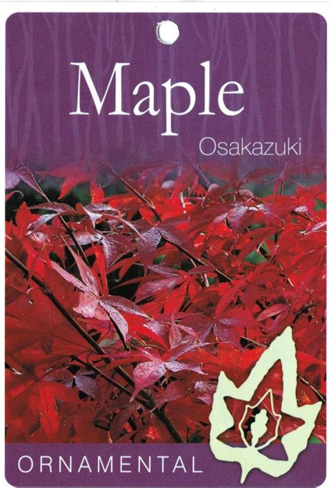 Tag Maple Palmatum Osakazuki