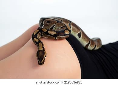 Tiger Python Images Stock Photos Vectors Shutterstock