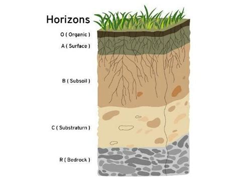 Sketch The Cross Section Of Soil And Label The Various Layers Brainly In